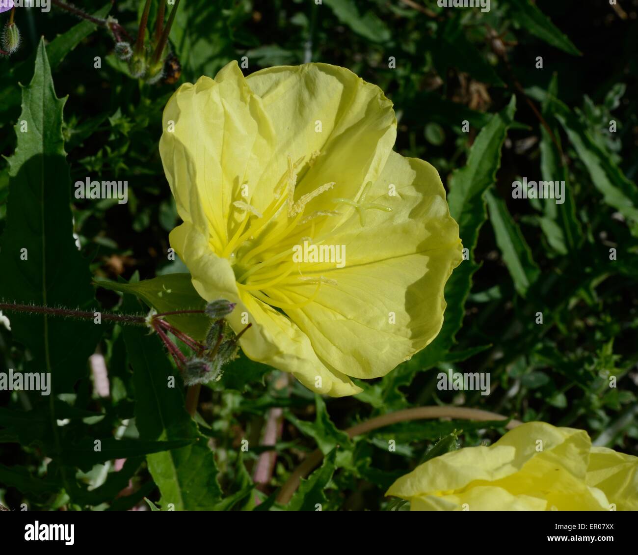 Yellow evening Primrose Stock Photo - Alamy
