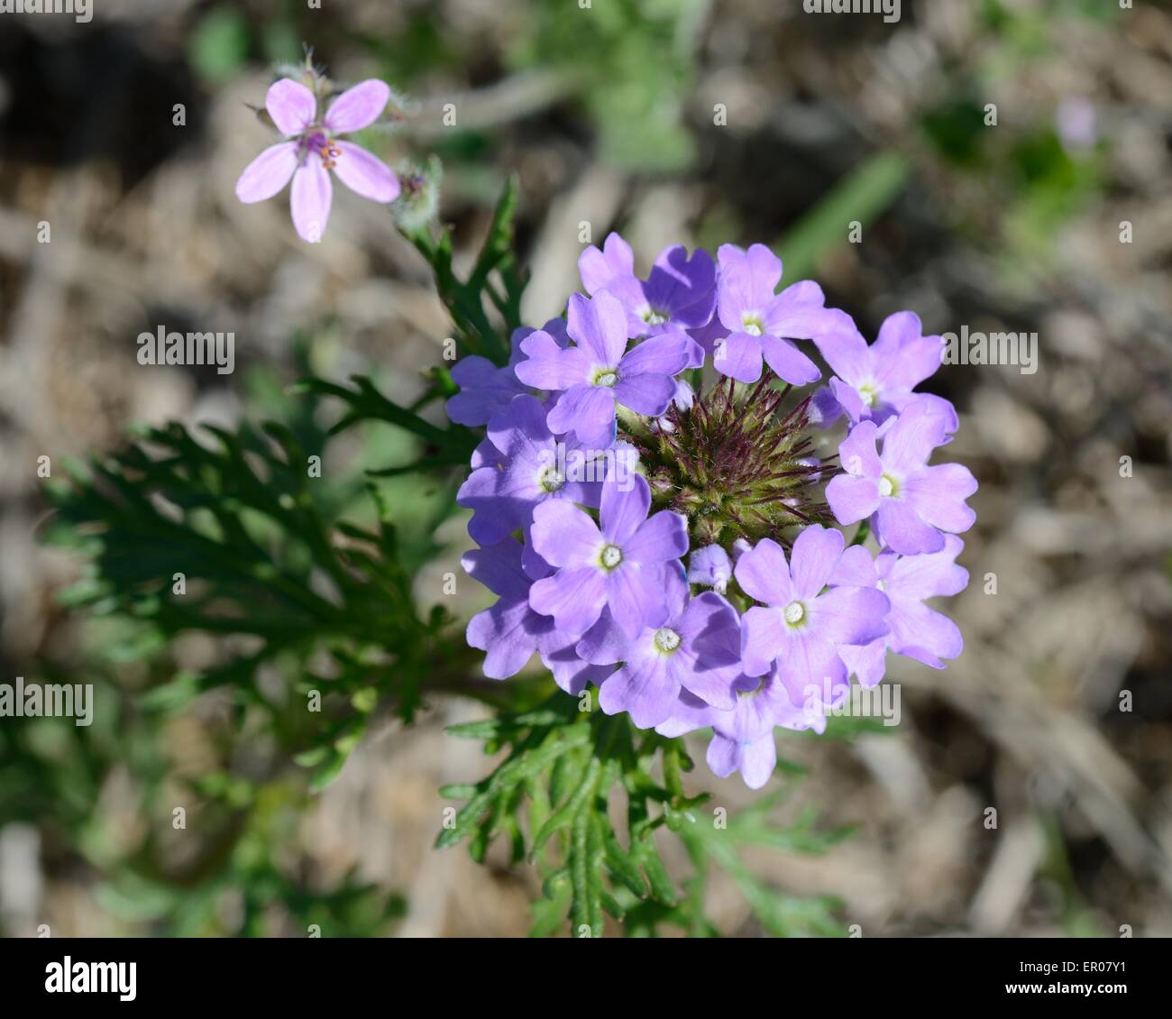 Verbena bipinnatifida hi-res stock photography and images - Alamy