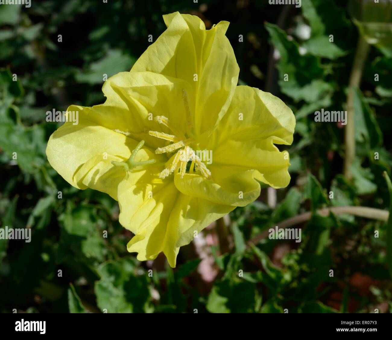 Yellow evening Primrose Stock Photo - Alamy