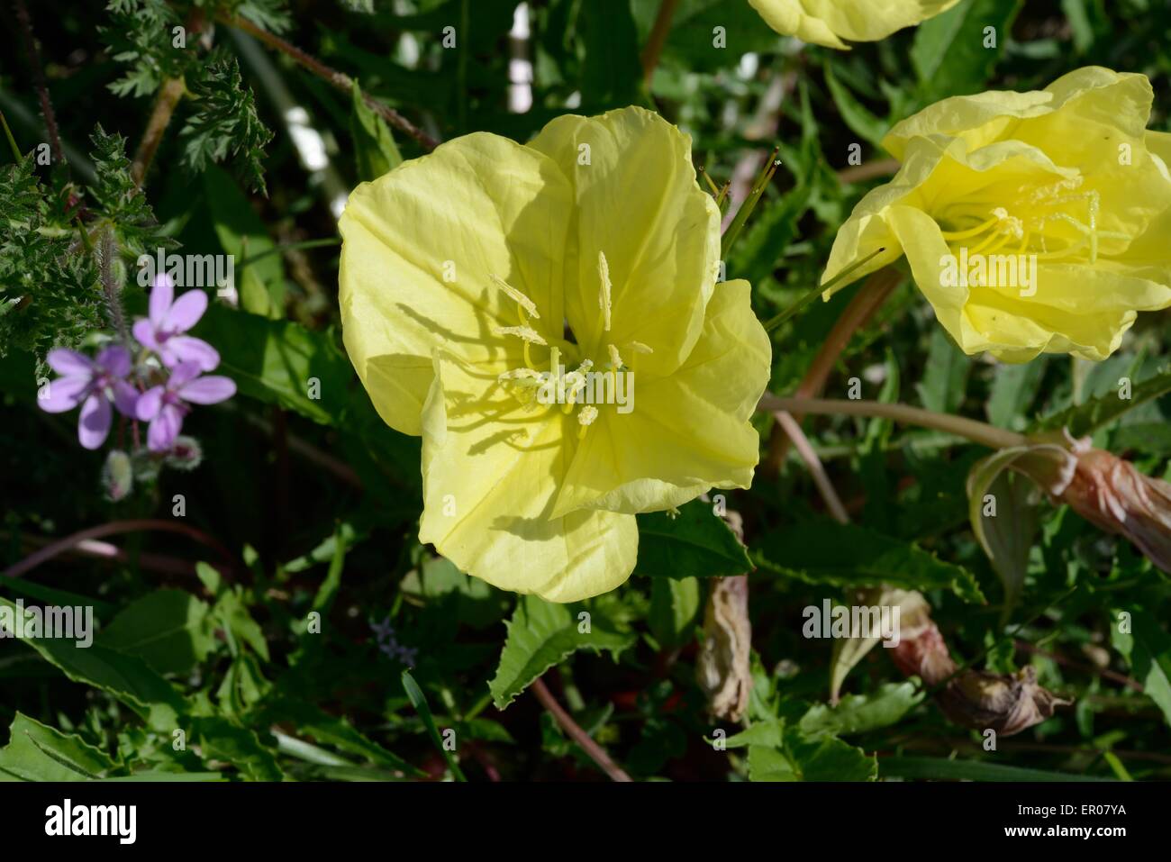 Yellow evening Primrose Stock Photo - Alamy
