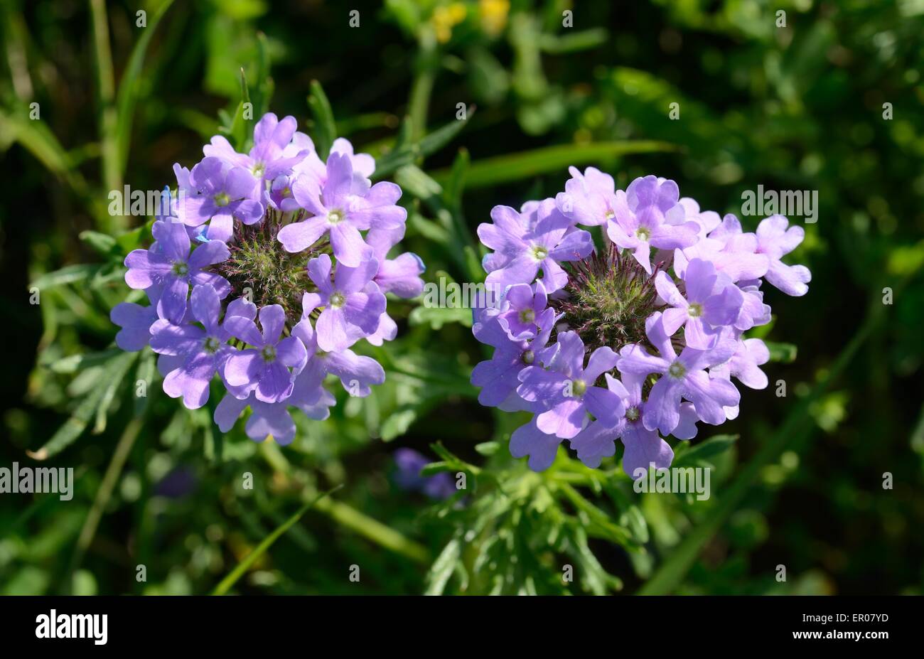 Verbena bipinnatifida hi-res stock photography and images - Alamy