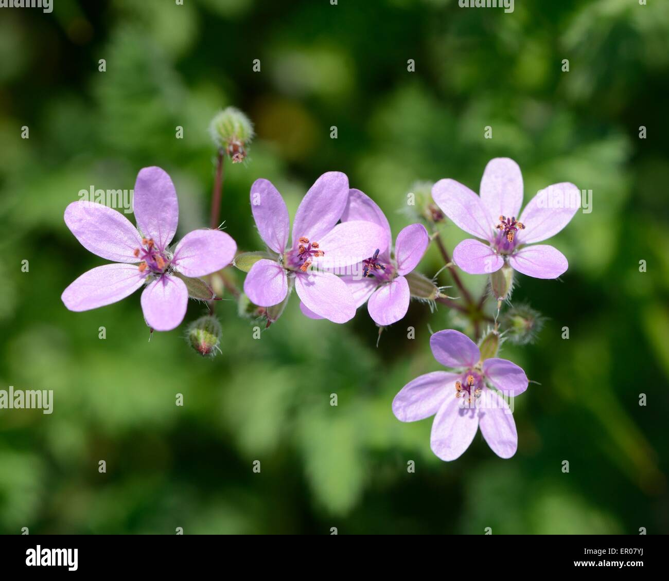 Erodium cicutarium hi-res stock photography and images - Alamy