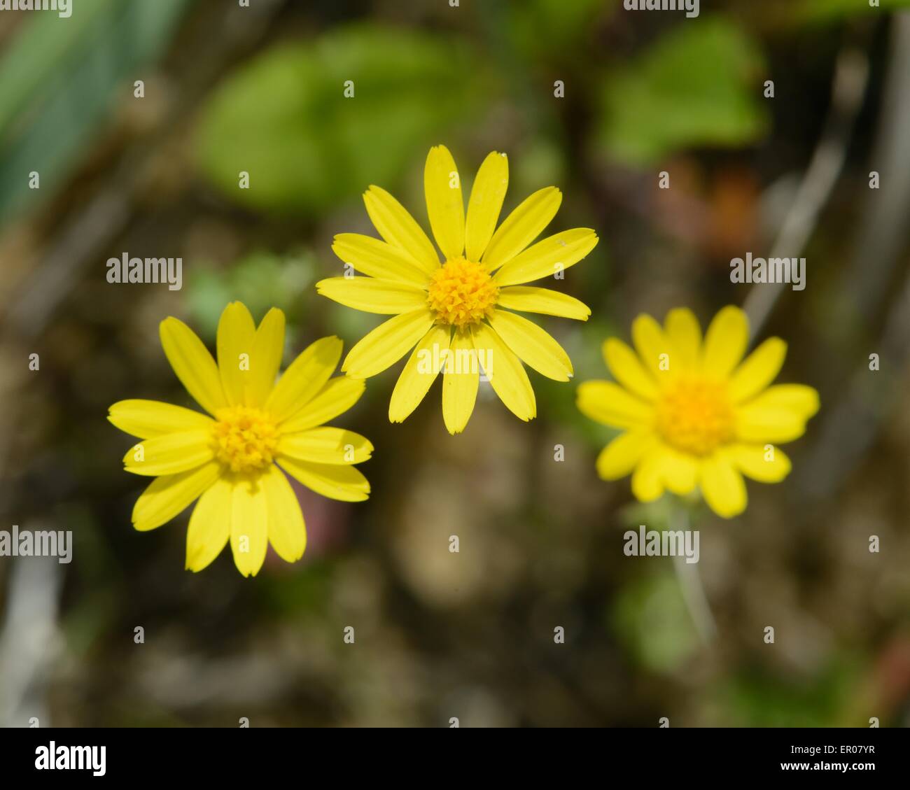 Yellow daisy hi-res stock photography and images - Alamy
