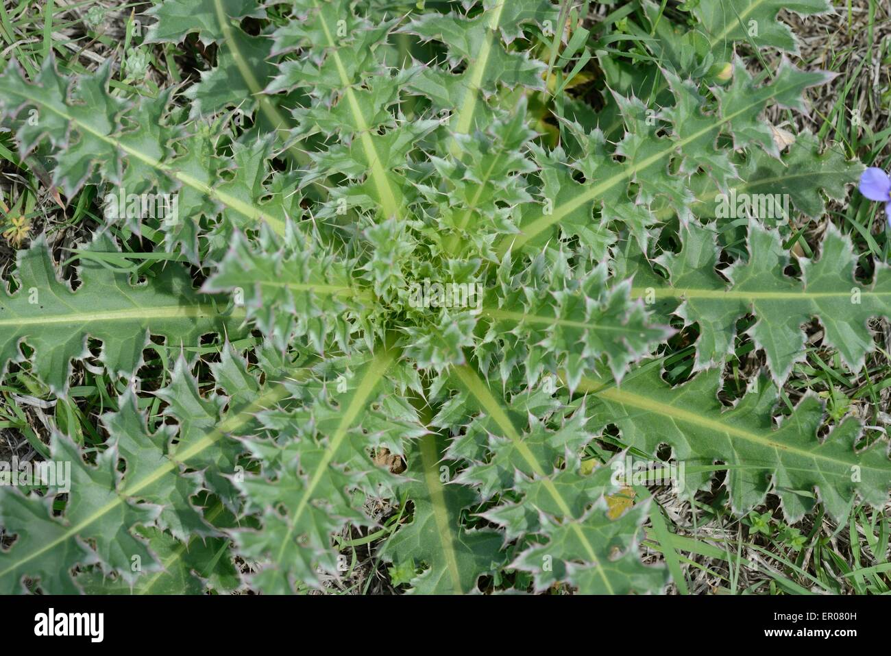 Texas thistle hi-res stock photography and images - Alamy