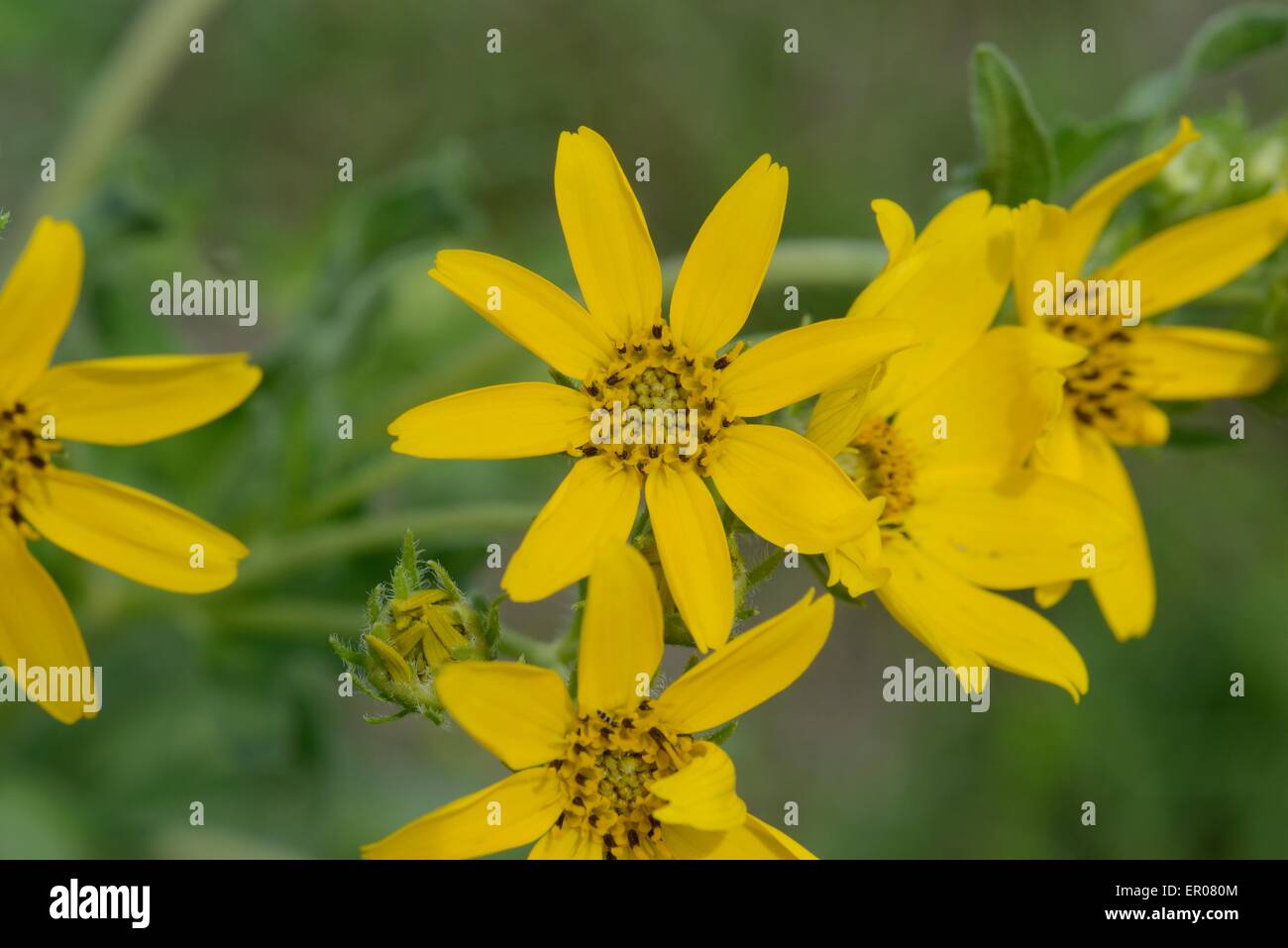 Engelmann daisy hi-res stock photography and images - Alamy