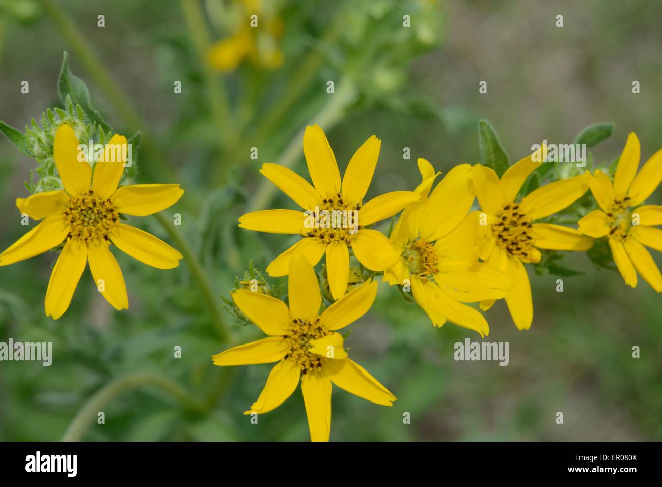 Engelmann daisy hi-res stock photography and images - Alamy