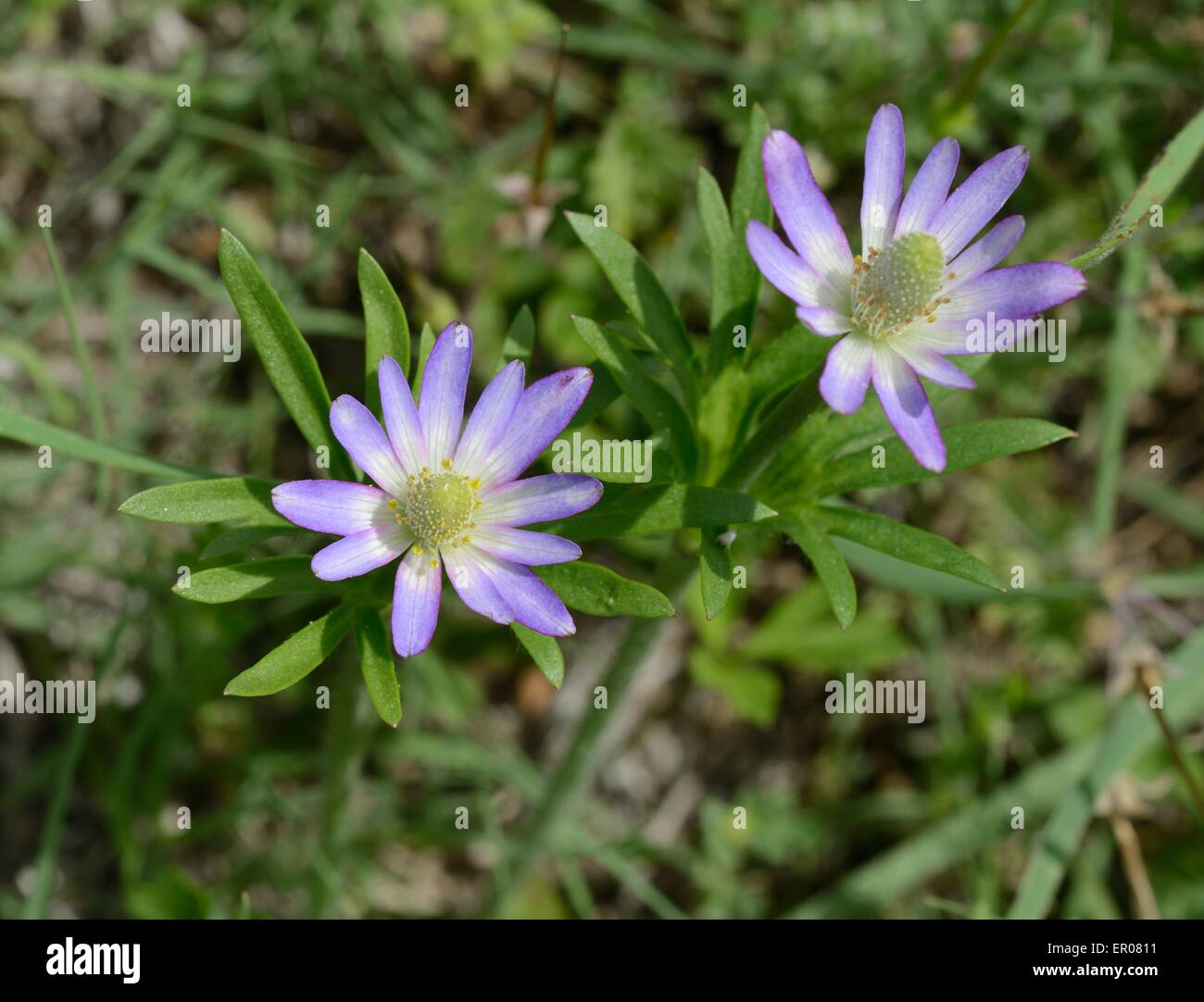 Ten petaled flower hi-res stock photography and images - Alamy