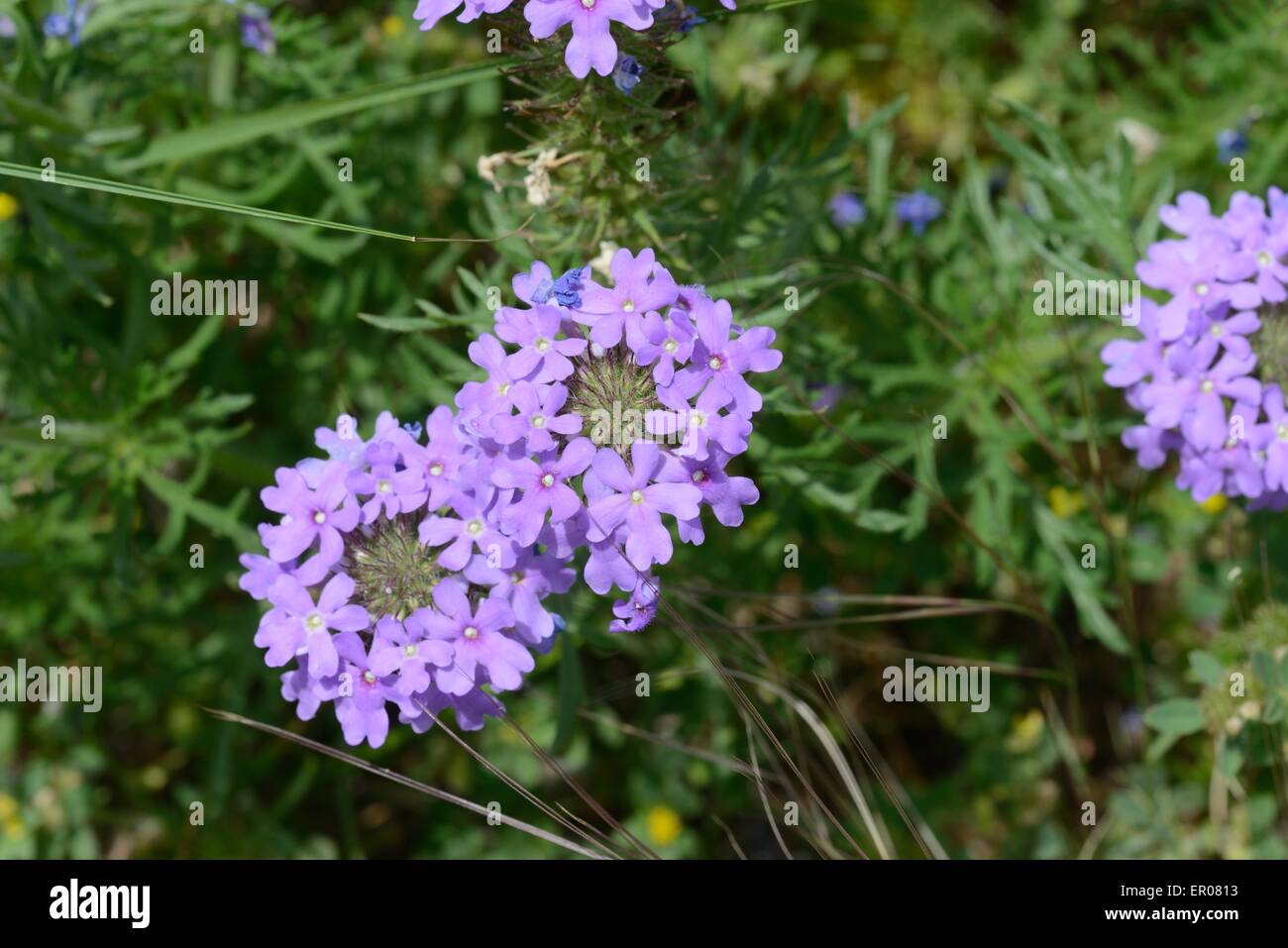 Verbena native hi-res stock photography and images - Alamy