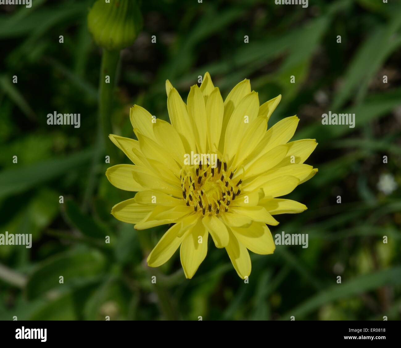 Texas false dandelion hi-res stock photography and images - Alamy