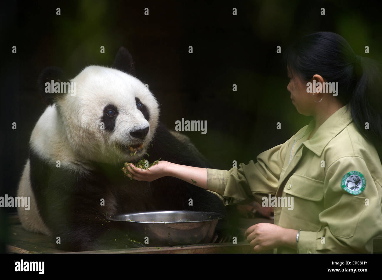 Beijing, China's Fujian Province. 21st May, 2015. Breeder Shi Feining ...