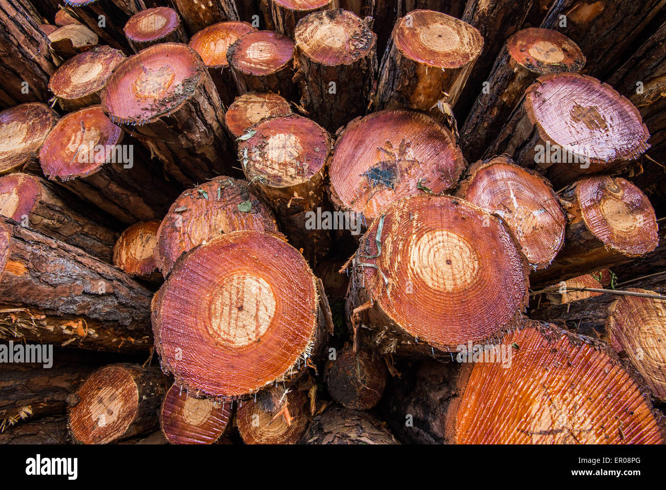 Freshly cut pine logs Stock Photo - Alamy