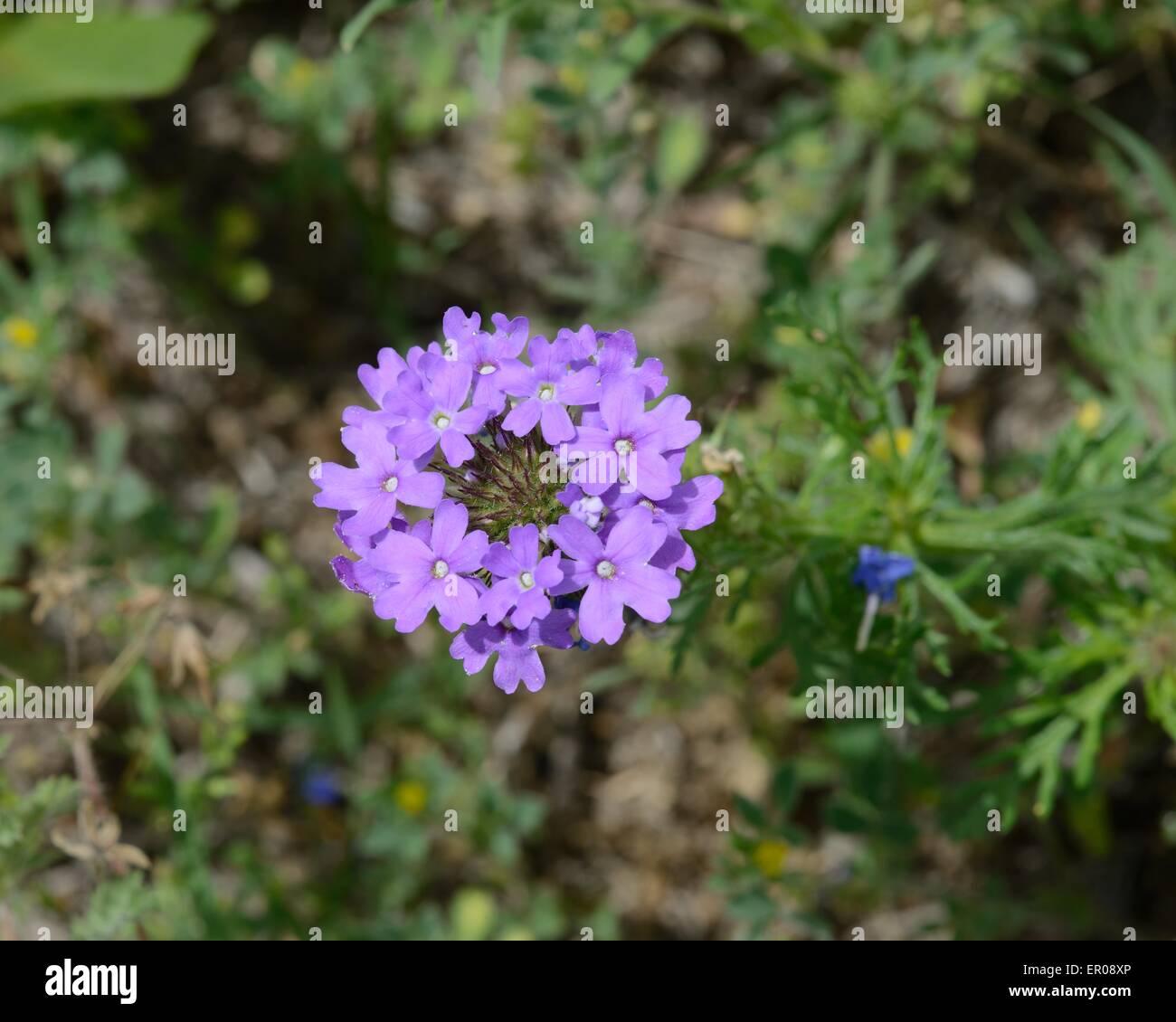 Verbena bipinnatifida hi-res stock photography and images - Alamy