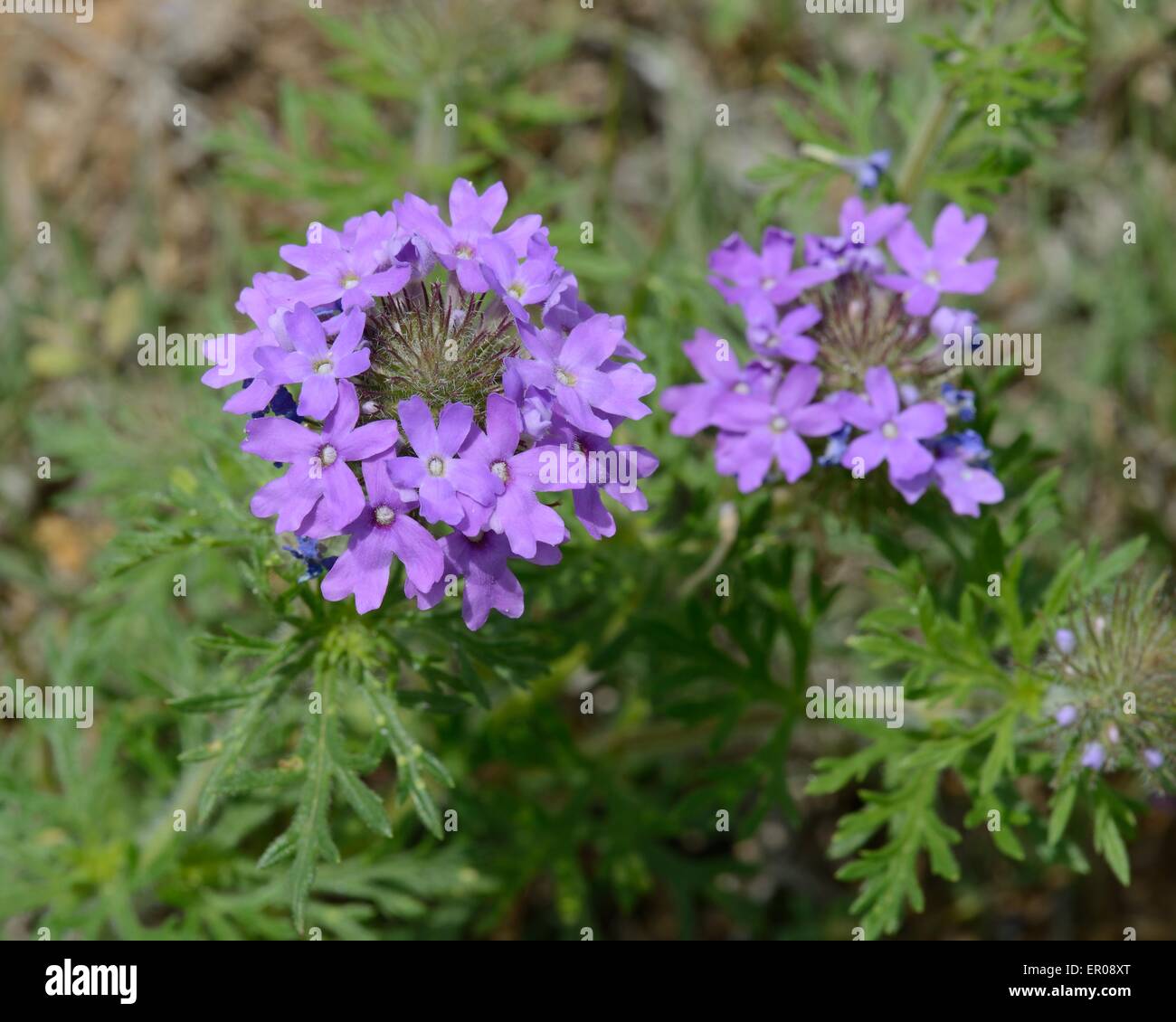 Purple prairie wildflower hi-res stock photography and images - Alamy