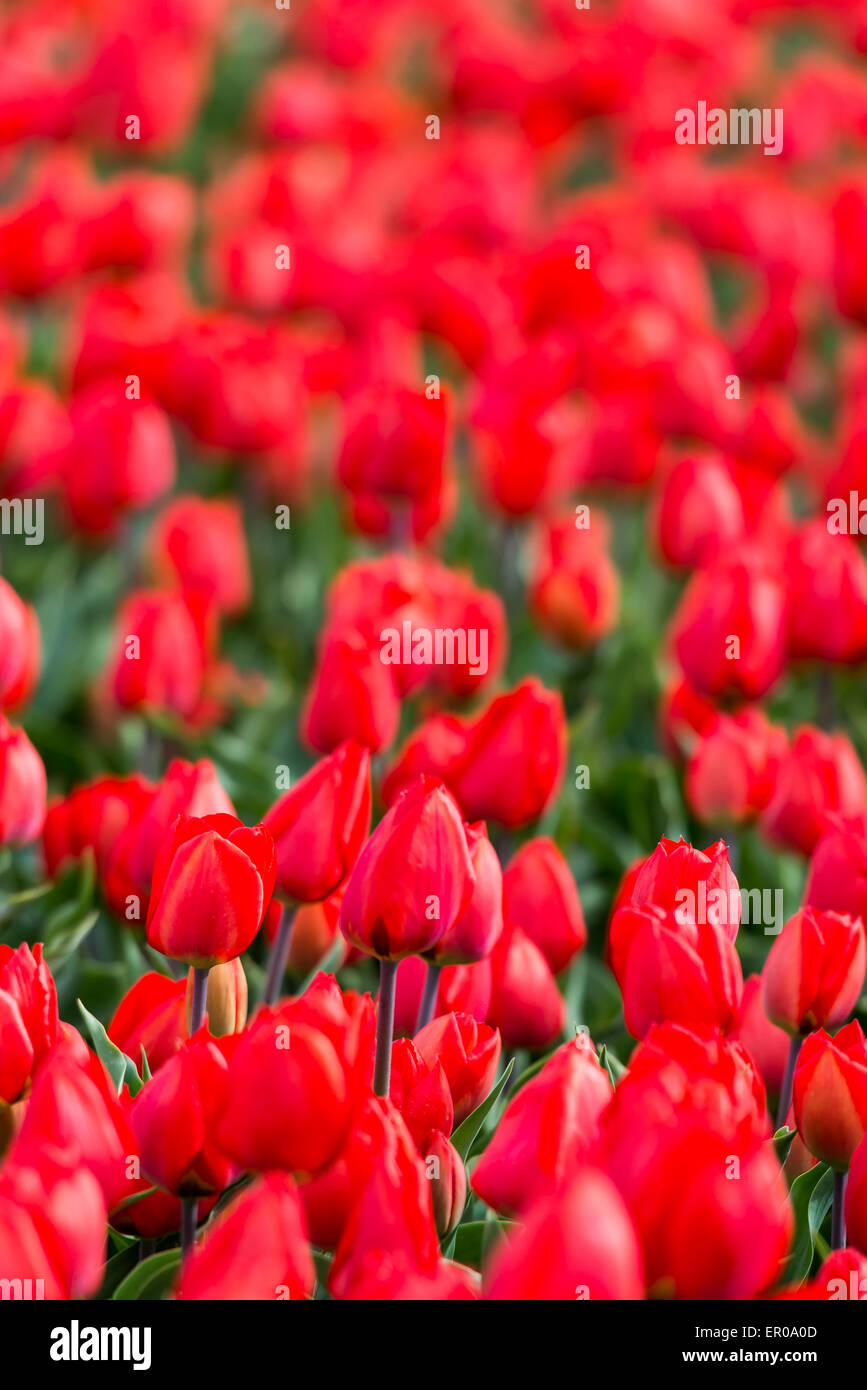 Red Tulip Field in rows in Holland near Lisse and the Keukenhof Stock ...