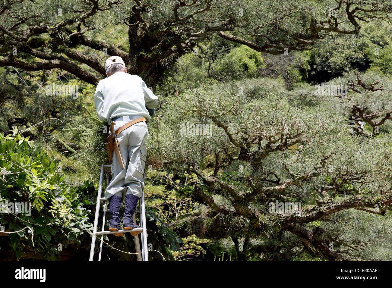 Japanese professional gardener pruning a pine tree with shears Stock ...
