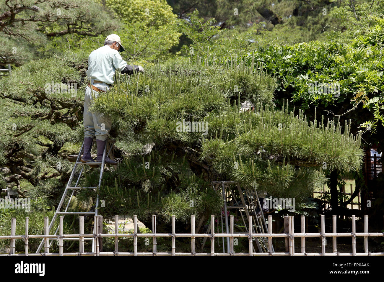 Japanese professional gardener pruning a pine tree with shears Stock ...