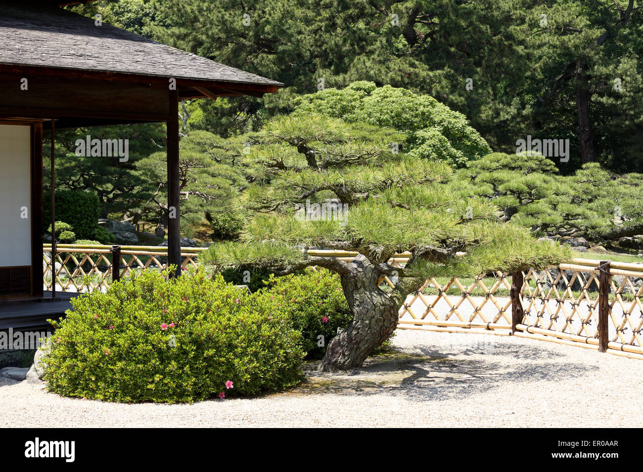 Japanese garden with pine trees, Ritsurin Garden Stock Photo - Alamy