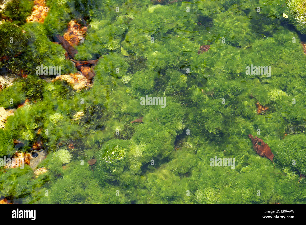 Underwater algae river hi-res stock photography and images - Alamy