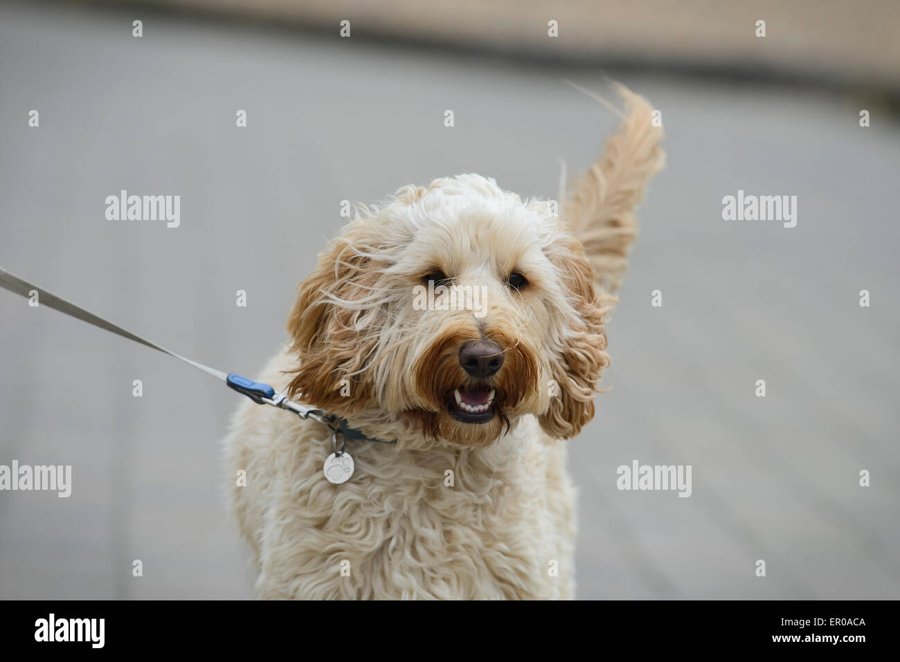 A 18 month old Cockapoo dog on a lead being taken for a walk Stock ...