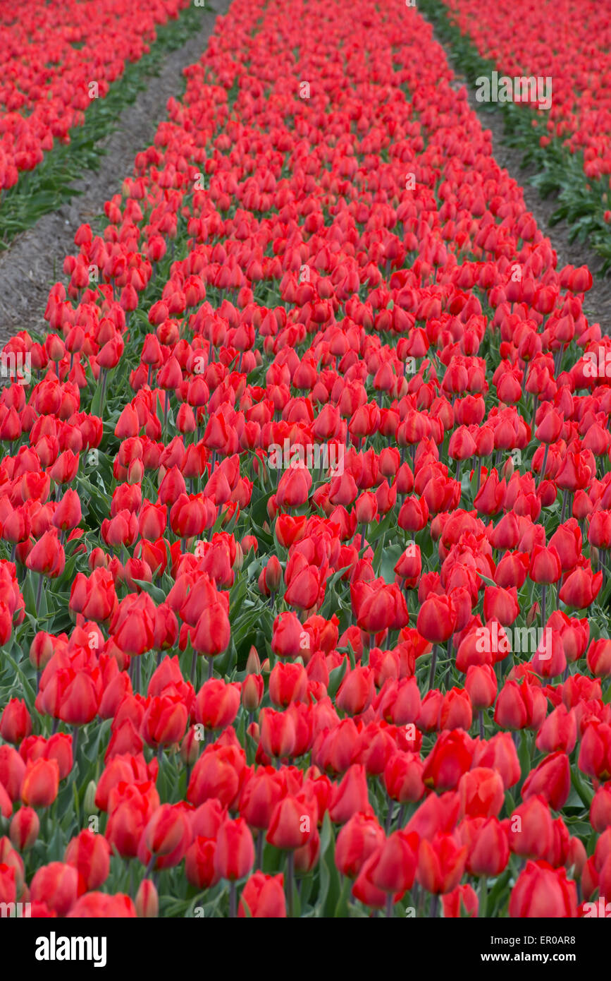 Red Tulip Field in rows in Holland near Lisse and the Keukenhof Stock ...