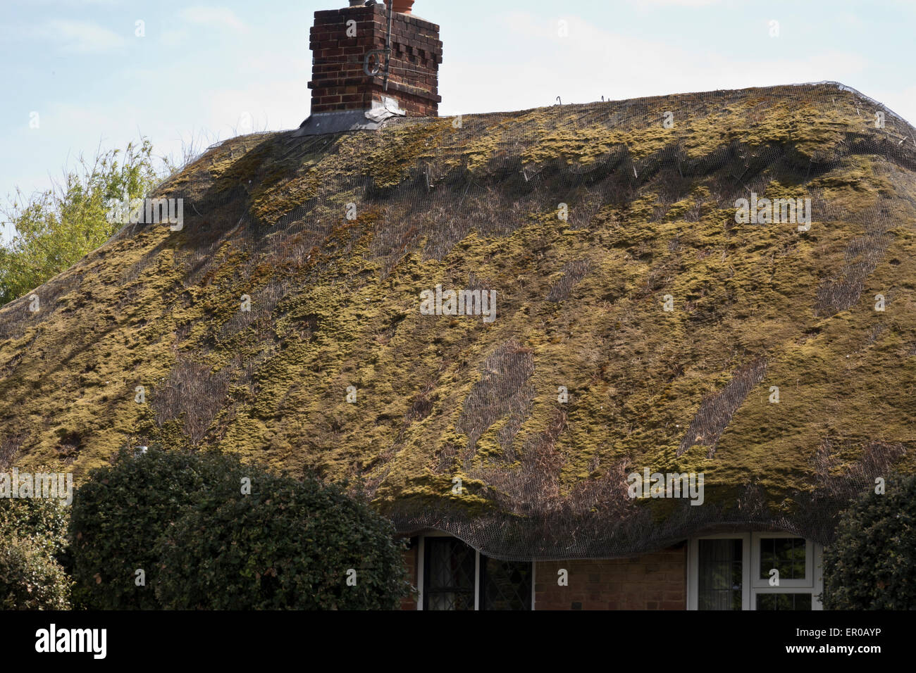 Thatch roof moss hi-res stock photography and images - Alamy