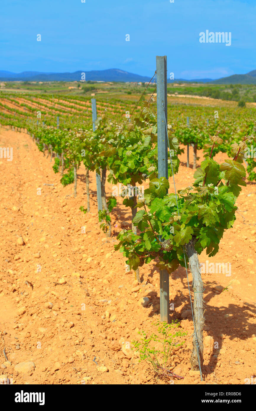 Agriculture grape hi-res stock photography and images - Alamy