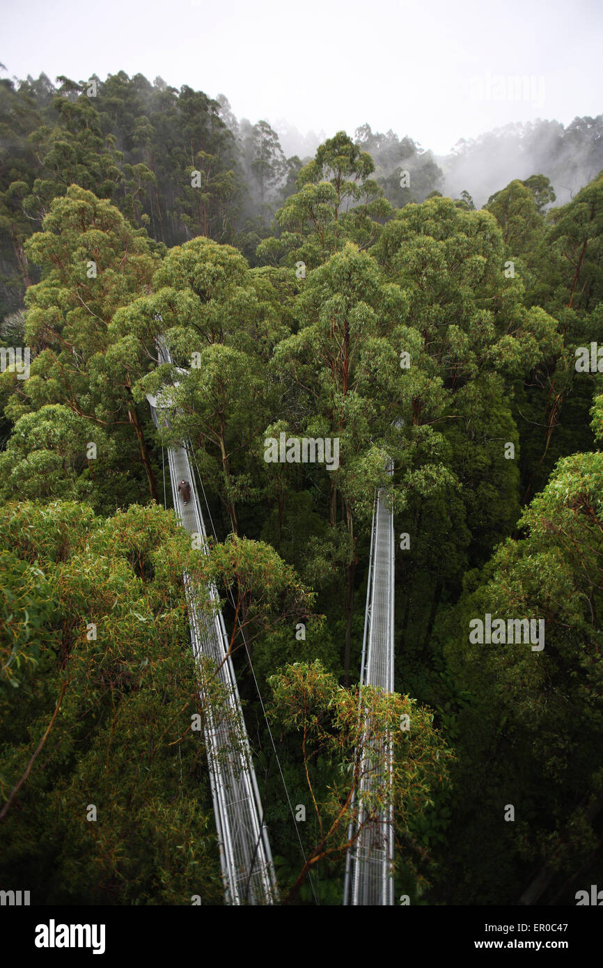 Otway fly treetop walkways. The Otway's, Victoria, Australia Stock ...