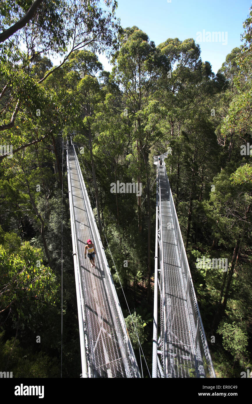 Otway fly treetop hi-res stock photography and images - Alamy