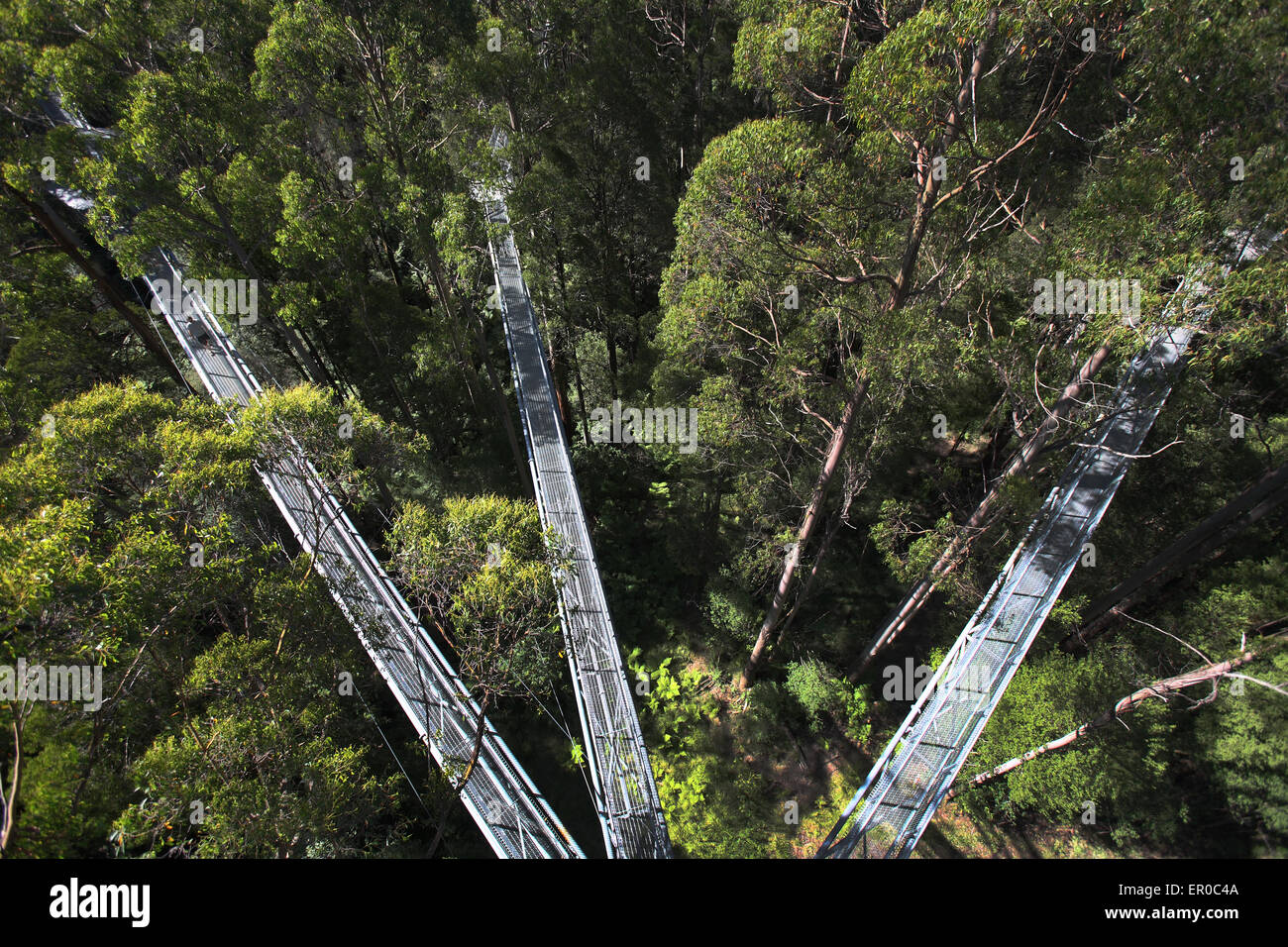Otway fly treetop walkways. The Otway's, Victoria, Australia Stock ...