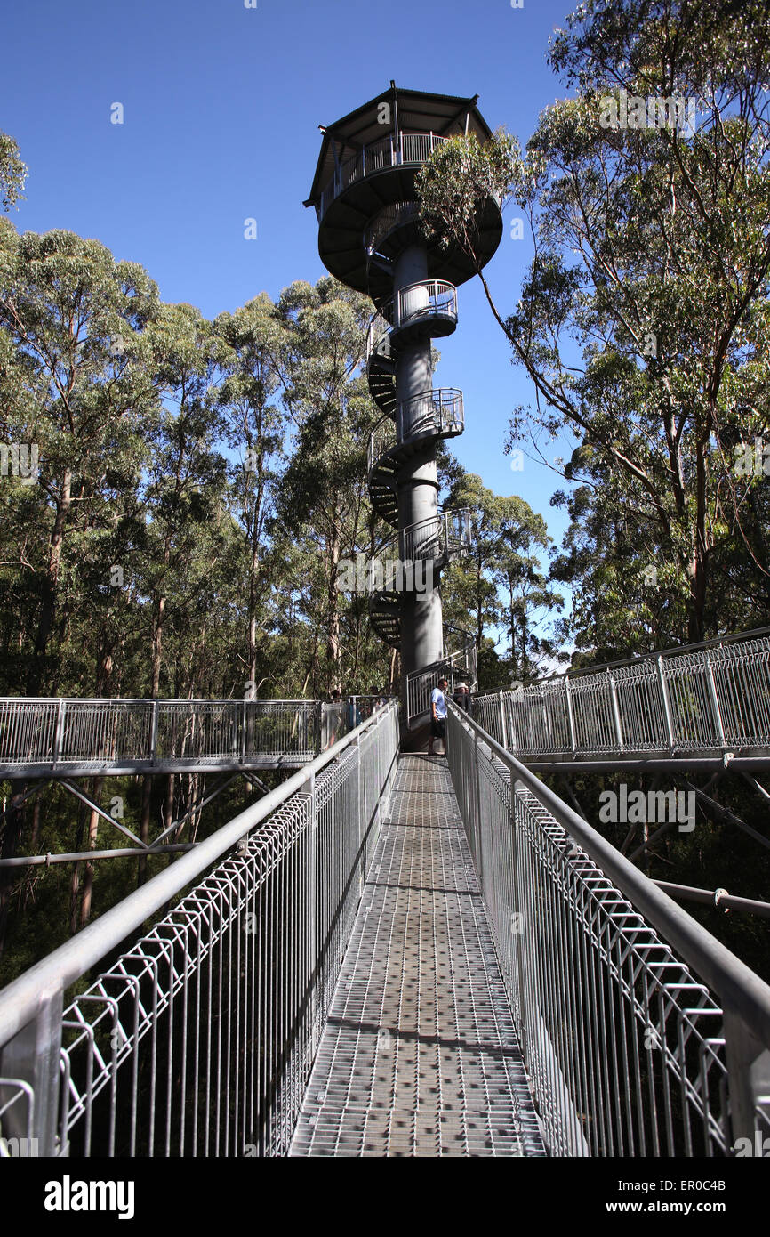 Fly tree top walk hi-res stock photography and images - Alamy