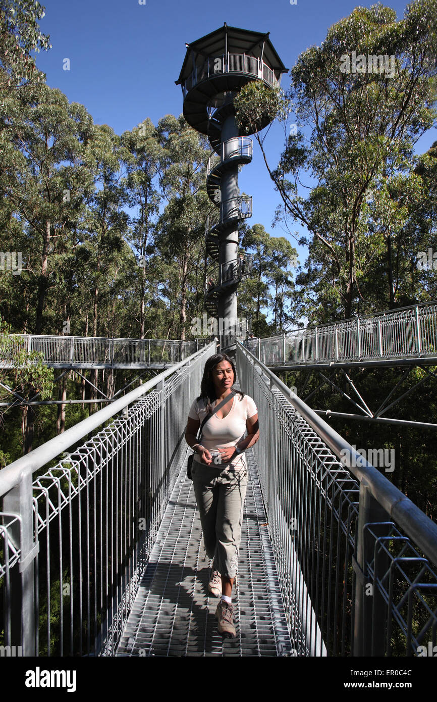 Otway fly treetop walkways. The Otway's, Victoria, Australia Stock ...
