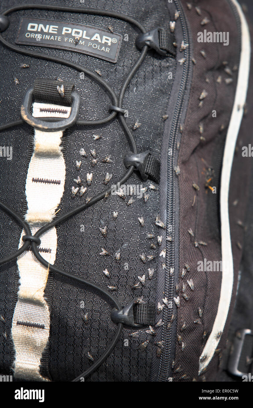 Flies covering the backpack of a bushwalker in the Australian Alps ...