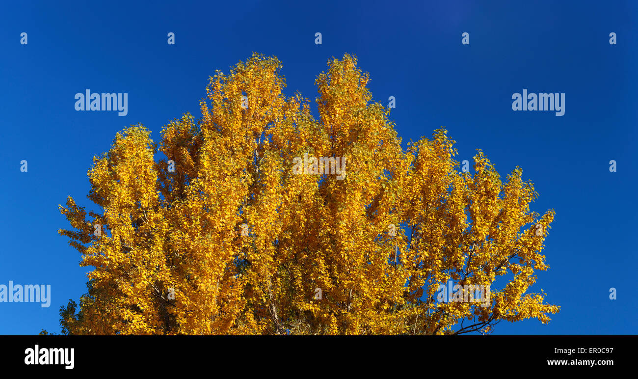 Yellow poplar tree hi-res stock photography and images - Alamy