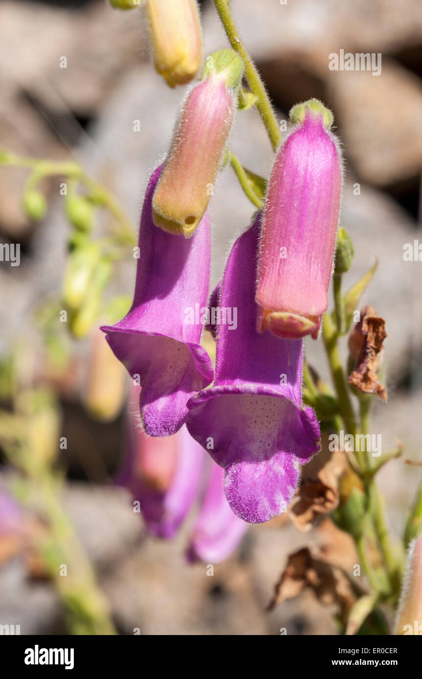 Flowers of Spanish foxglove, Digitalis thapsi. Photo taken in Colmenar ...