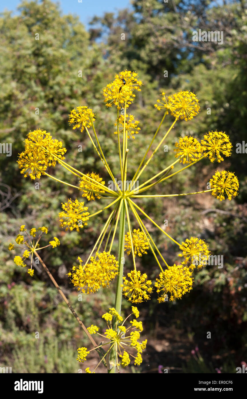 Flowers of villous deadly carrot, Thapsia villosa. Photo taken in ...