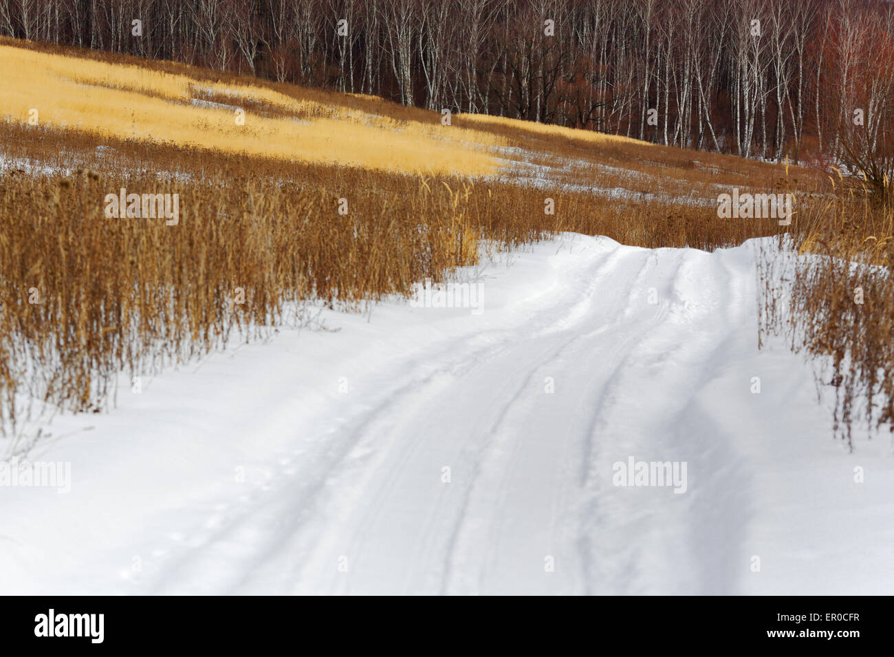 Road in winter forest white snow tree field Stock Photo - Alamy