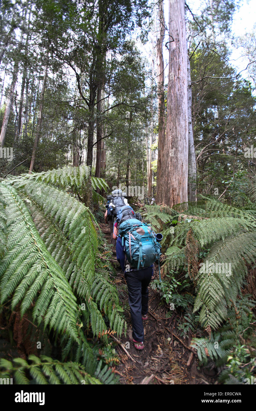 Bushwalkers in Baw Baw National Park. Victoria, Australia Stock Photo ...