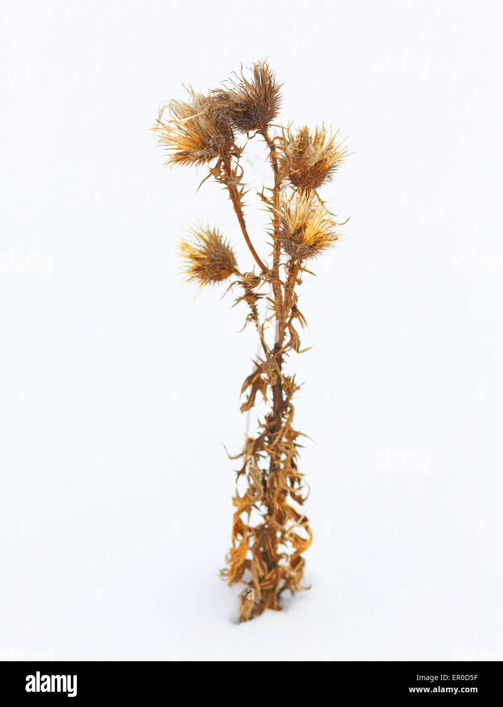 Burr in snow winter wite herb plant nature grass snow Stock Photo - Alamy