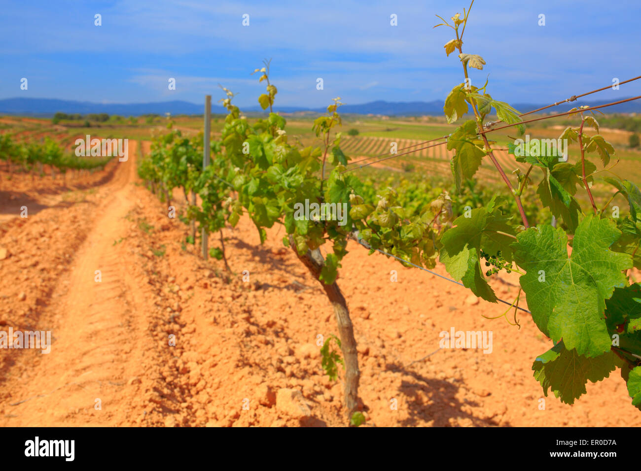 Vineyard vine field agriculture grape winery Catalonia Spain Stock ...