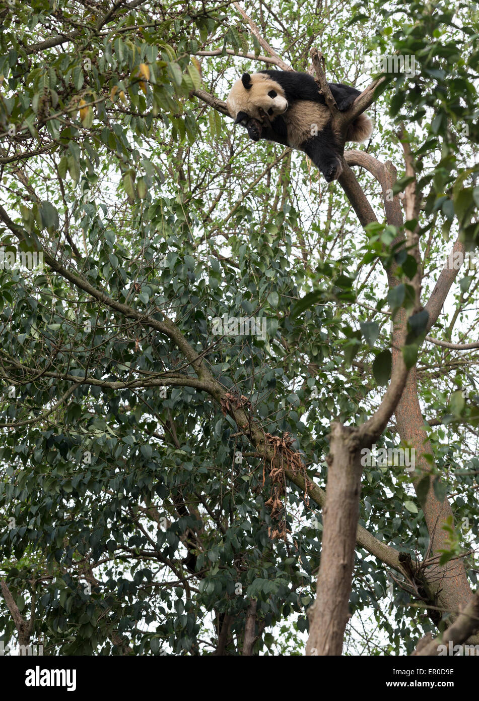 Giant panda (Ailuropoda melanoleuca) asleep a long way up a tree at ...