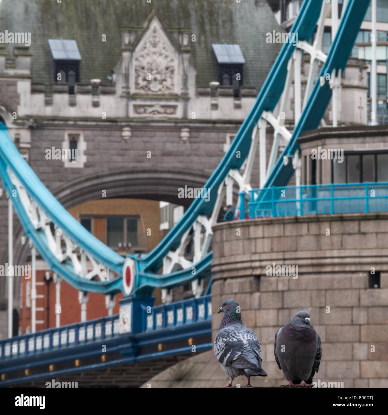 Pigeons by Tower Bridge Stock Photo - Alamy