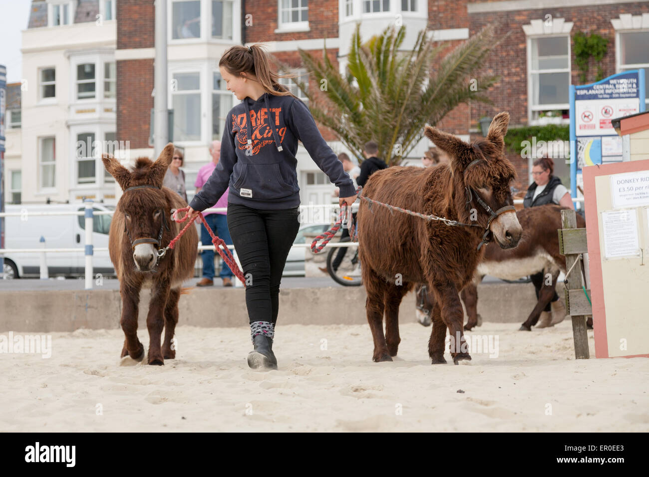 Donkeys on the beach, Weymouth, Dorset UK Stock Photo - Alamy