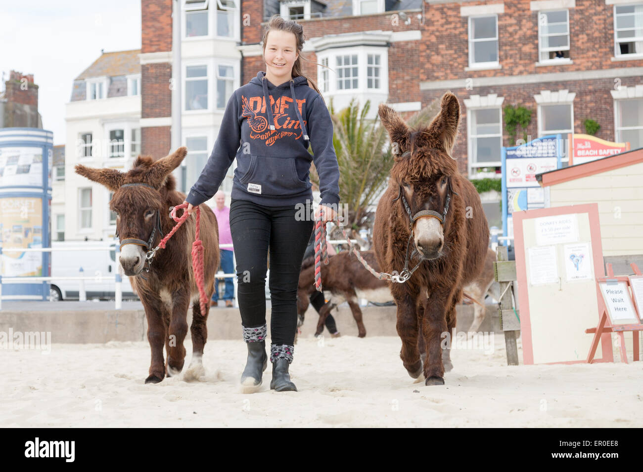 Weymouth Donkey Stock Photos & Weymouth Donkey Stock Images - Alamy