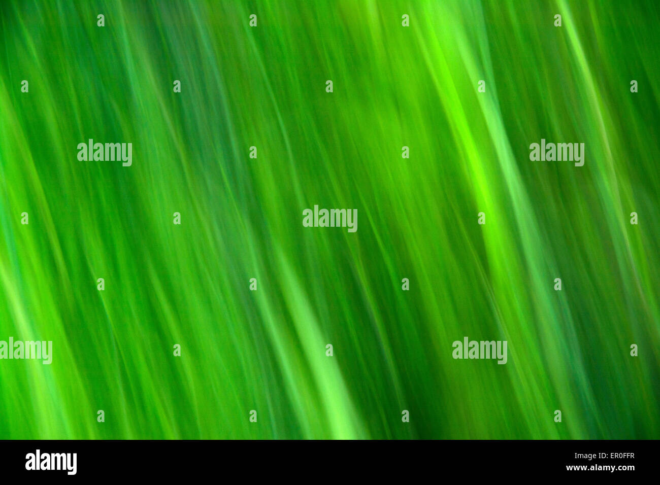 Beautiful green background of the summer natural grass Stock Photo - Alamy