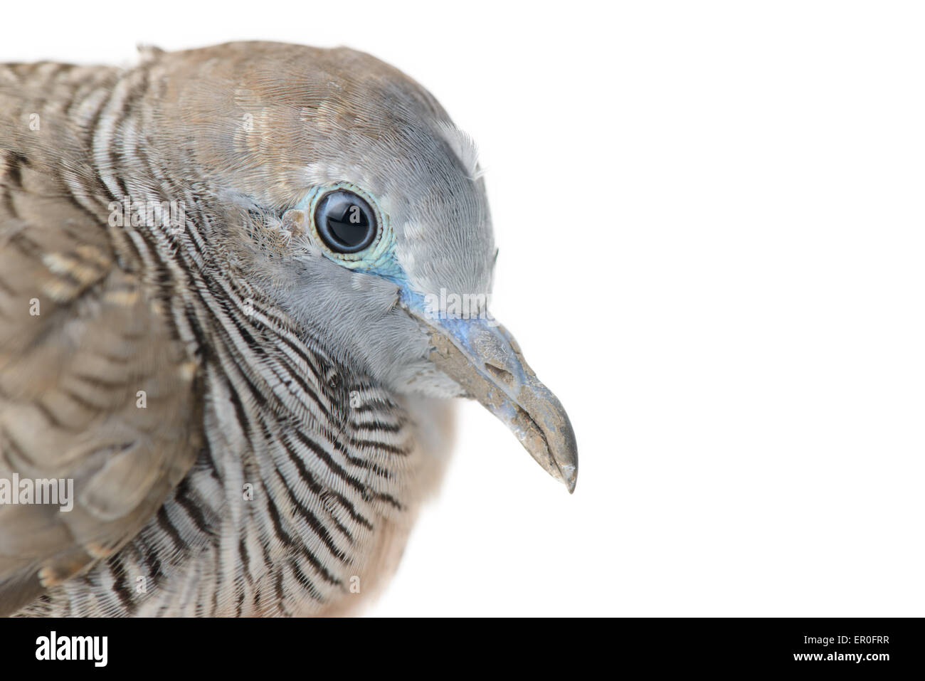 mourning dove isolated on white Stock Photo - Alamy