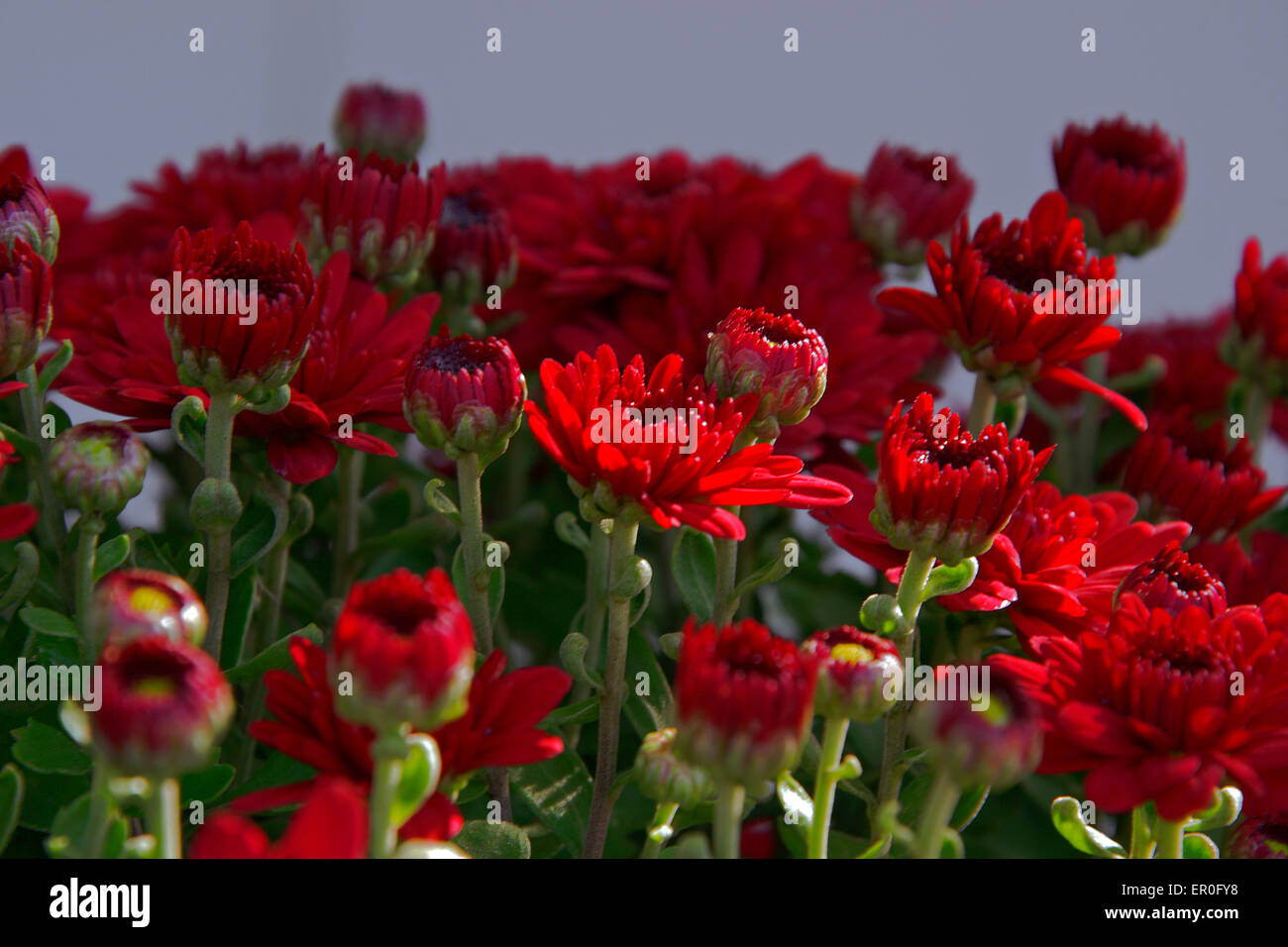 Many beautiful buds and open flowers of red carnations Stock Photo - Alamy