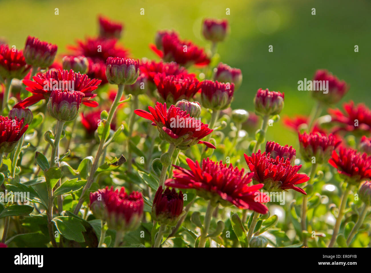 Many beautiful buds and open flowers of red carnations Stock Photo - Alamy