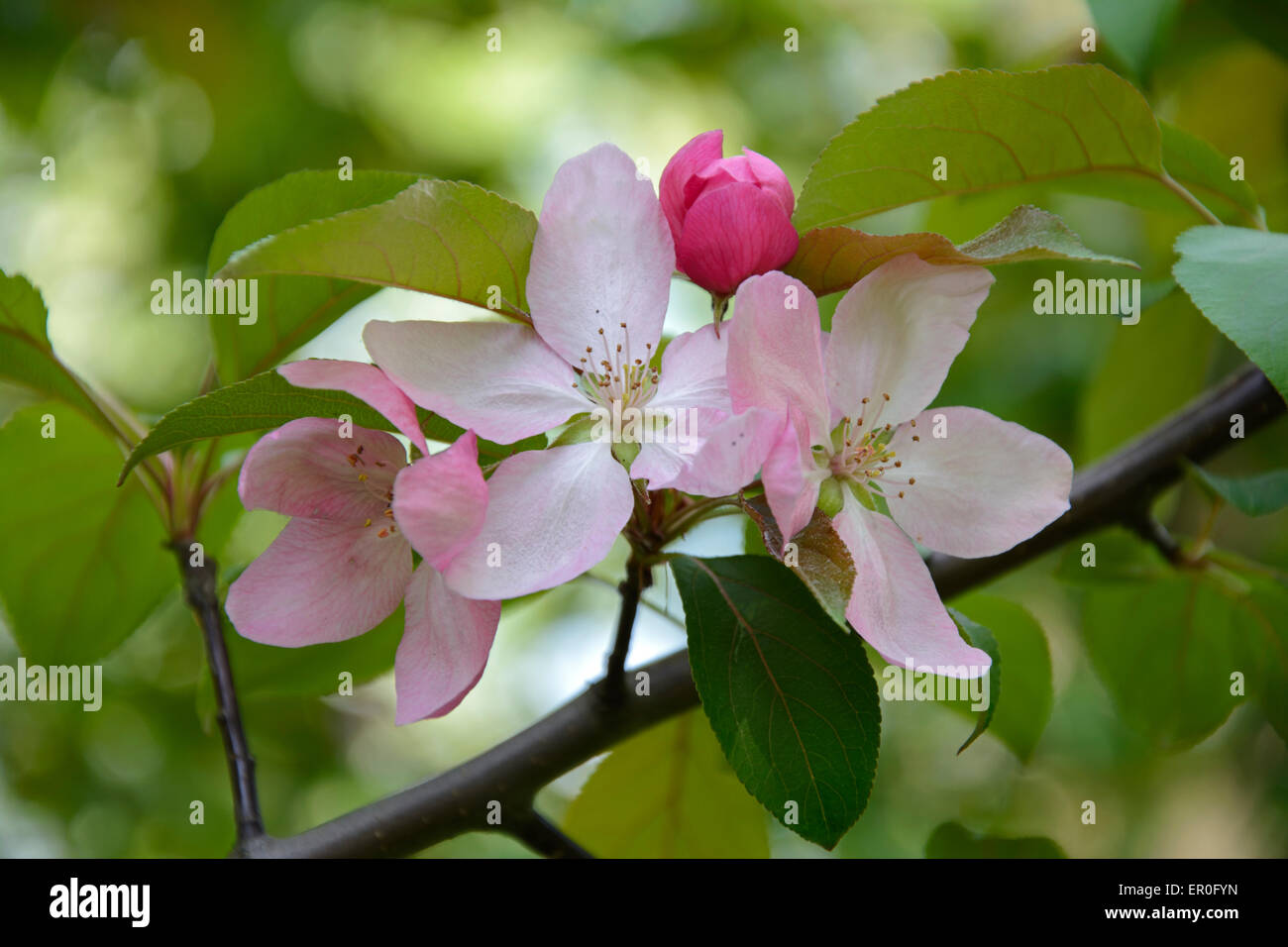 Delicate blossoming single flower on a tree branch Stock Photo - Alamy