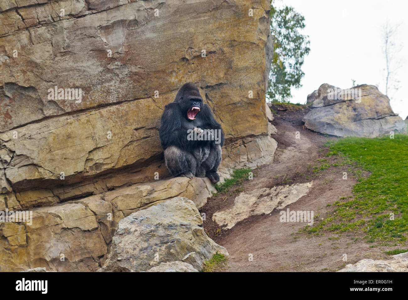Gorilla teeth hi-res stock photography and images - Alamy