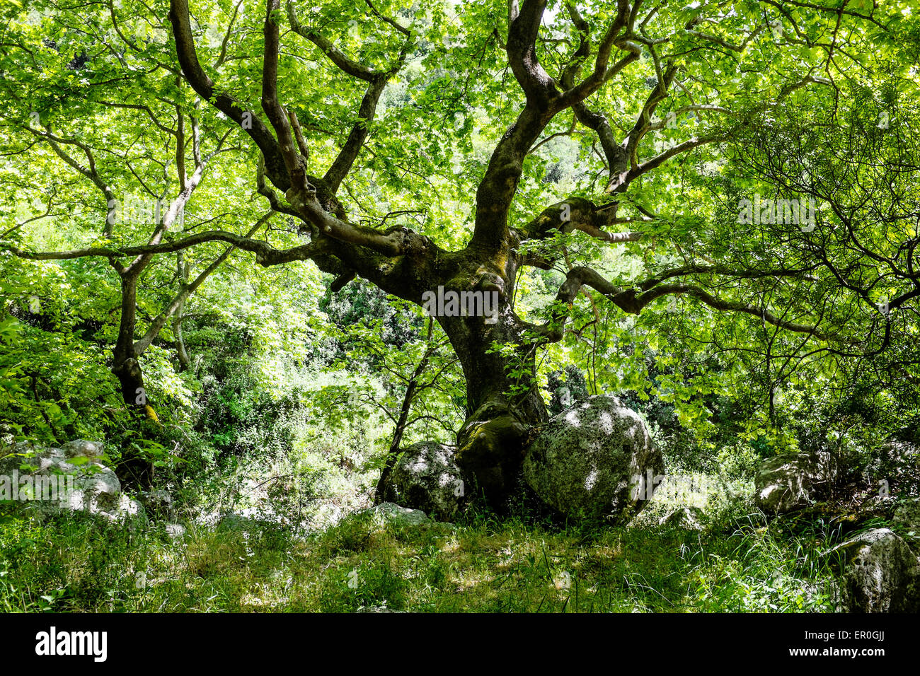 Mediterranean forest hi-res stock photography and images - Alamy